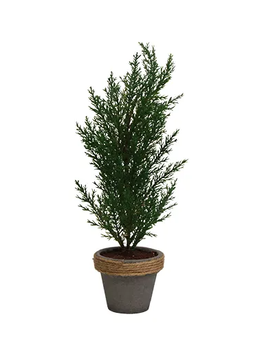 Potted Cyprus Tree Dark Green Small – Love and Sunshine Boutique
